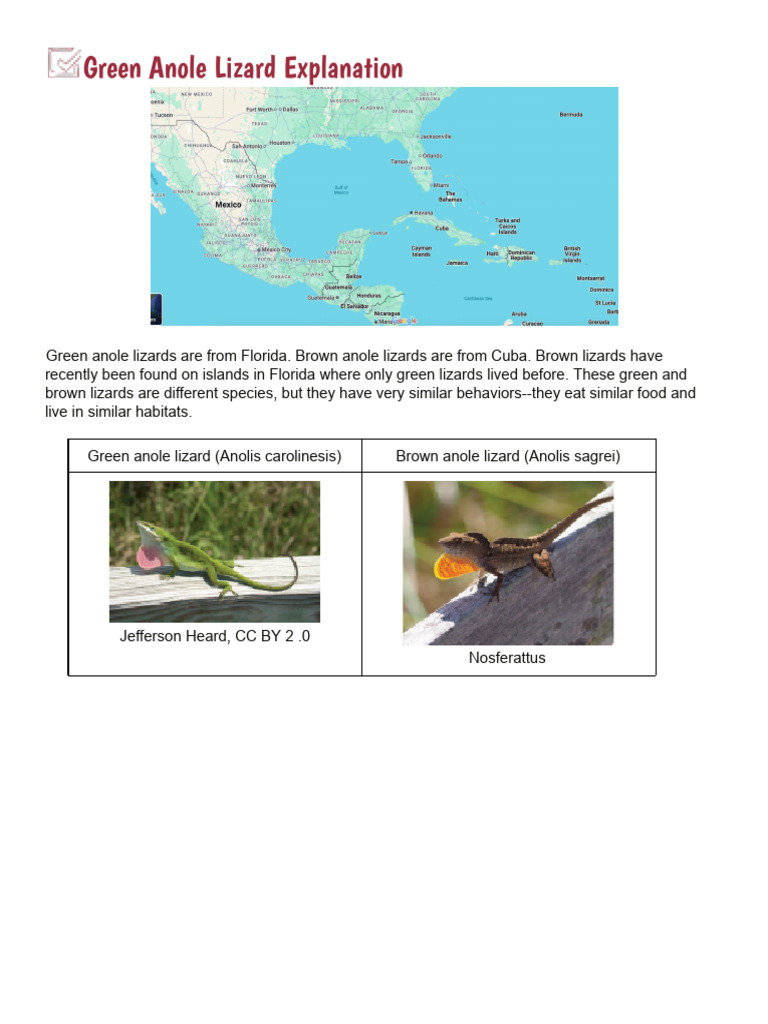Myra Bhatia - Assessment Green Anole Lizard | PDF | Lizard | Squamata