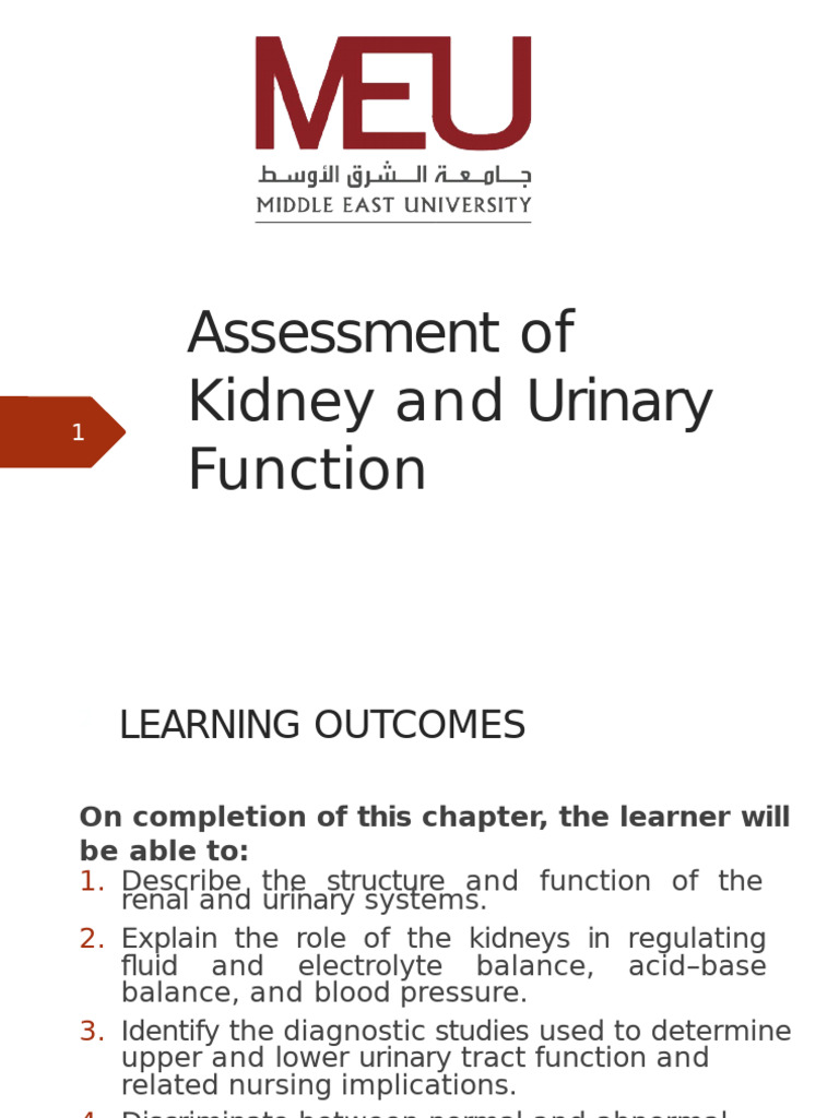 Introduction To Urinary and Renal System | PDF | Kidney | Urinary System