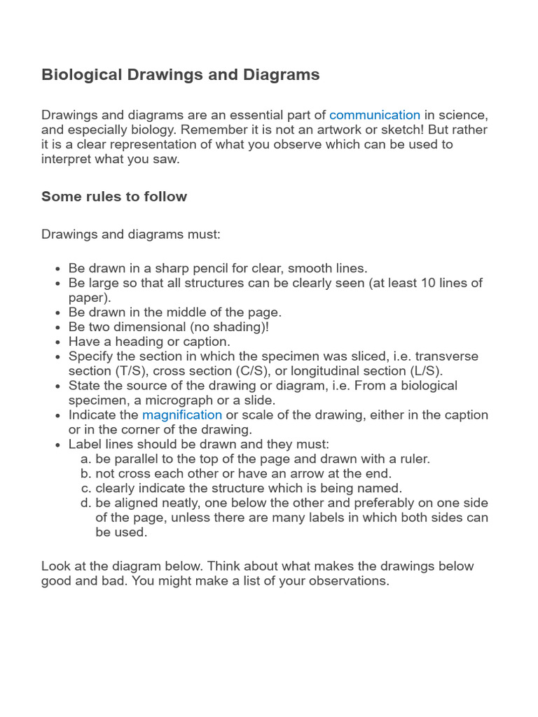 Making Biological Drawings _ Introduction to Biology | PDF