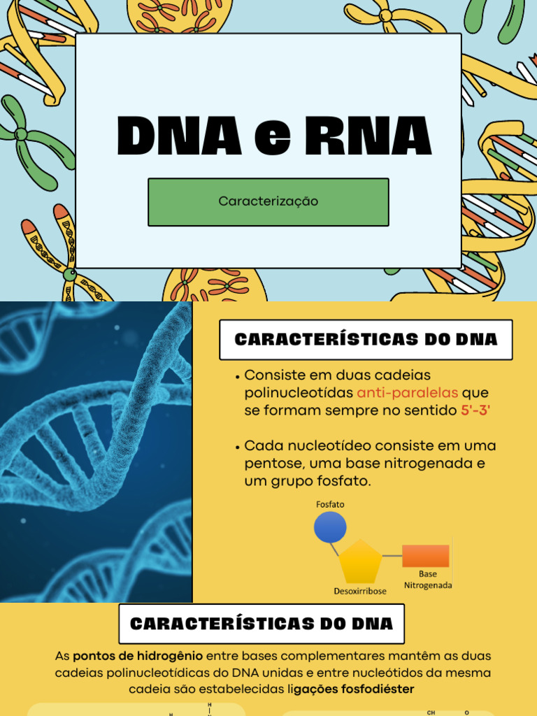 Estrutura e Função do DNA e RNA | PDF
