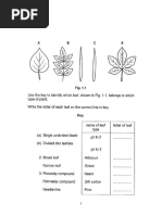 Dichotomous Key Questions | PDF | Leaf