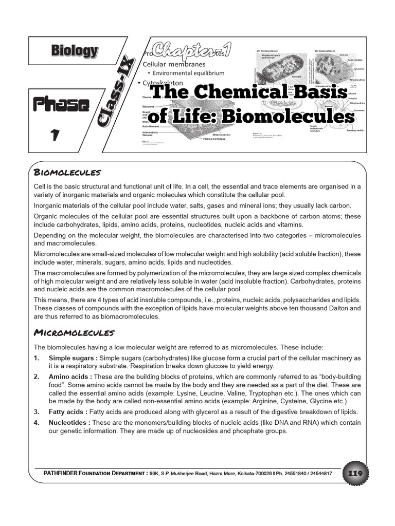 Chemical Basis of Life: Biomolecules | PDF | Carbohydrates | Amino Acid
