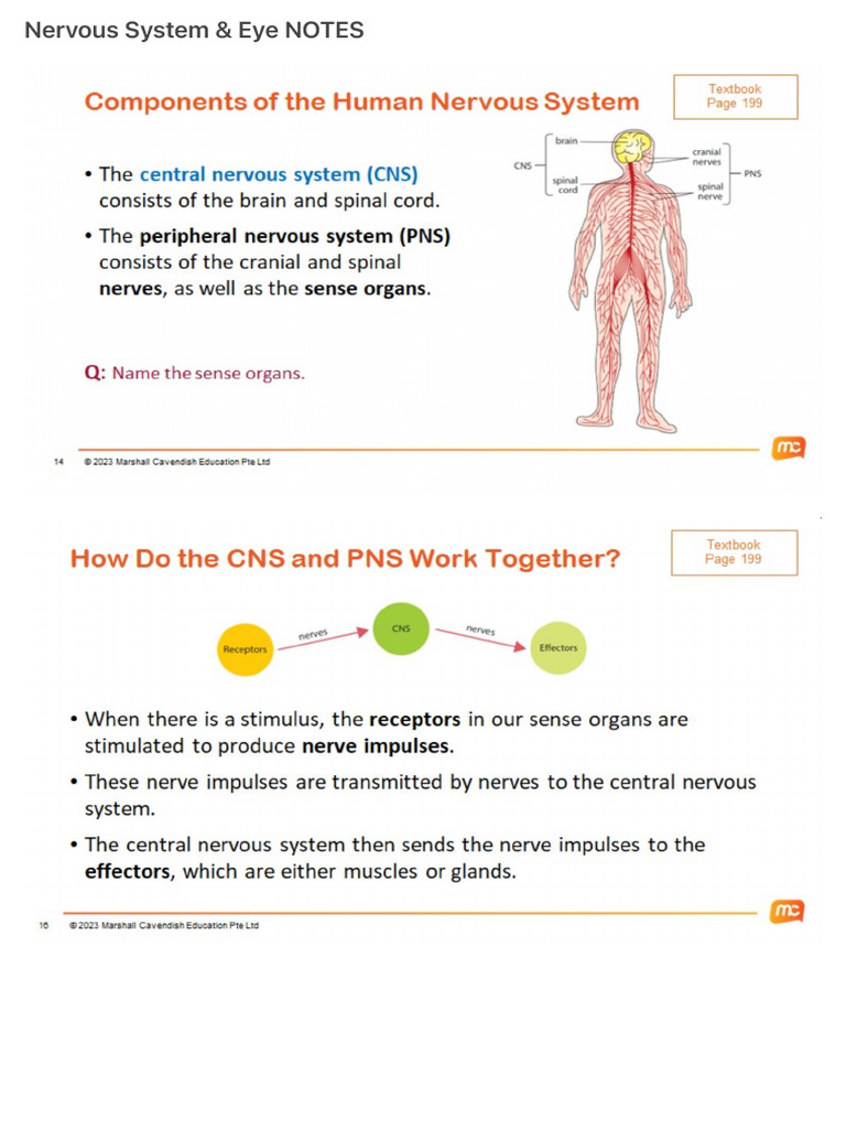 Nervous System & Eye NOTES | PDF