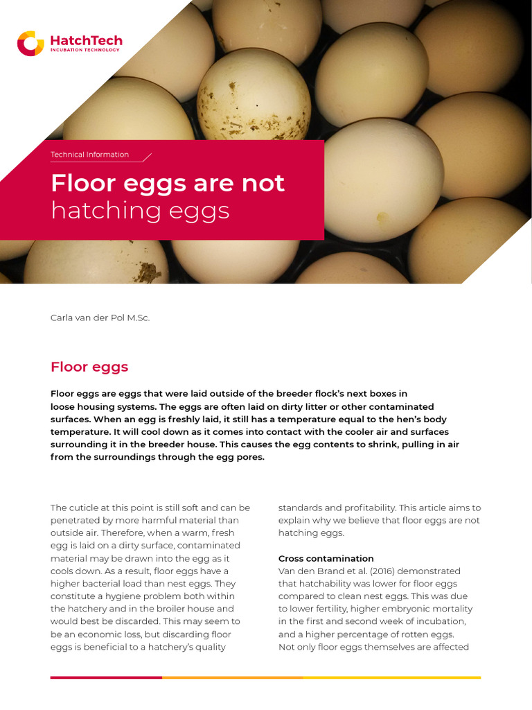 Floor Eggs Are Not Hatching Eggs | PDF | Egg | Disinfectant