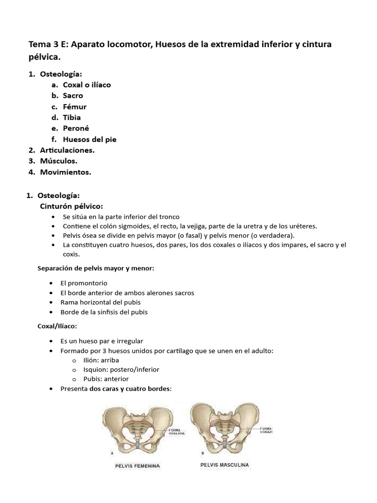 Documento - Combinado Gulag Free | PDF | Laringe | Cráneo
