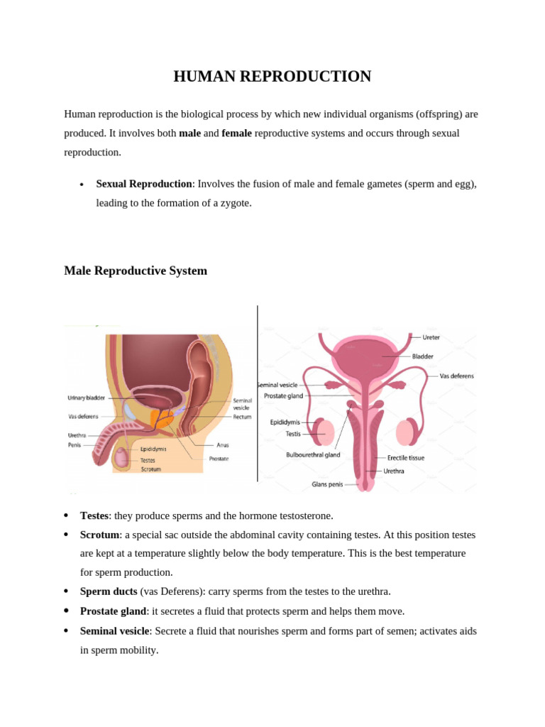 Human Reproduction Process Explained | PDF | Reproductive System | Placenta