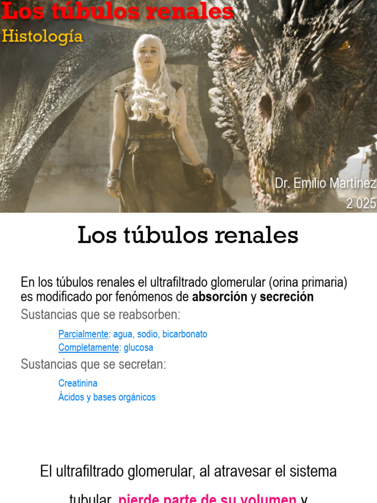 Urinario 03 Túbulos Del Riñón | PDF | Biología Celular | Anatomía