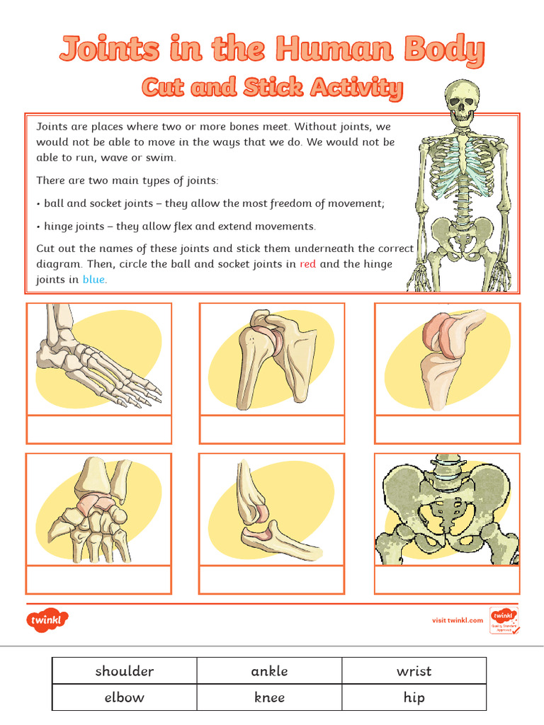 T SC 2550708 ks2 Types of Joints in The Human Body Matching Activity ...