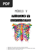 Anatomía y Estructura del Tórax | PDF | Tórax | Vértebra