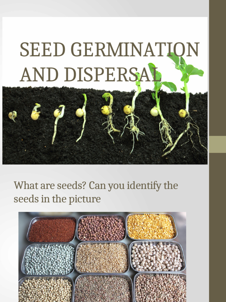 Seed Germination and Dispersal | PDF