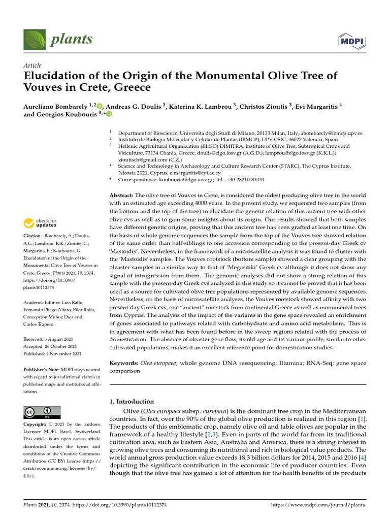 Elucidation of The Origin of The Monumental Olive | PDF | Olive | Zygosity