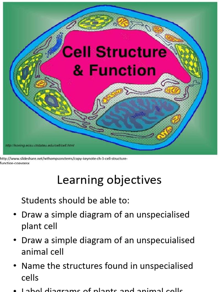 Understanding Plant and Animal Cells | PDF