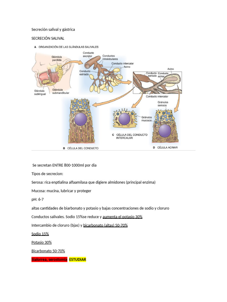 Secreción Salival y Gástrica | PDF | Estómago | Biología Celular