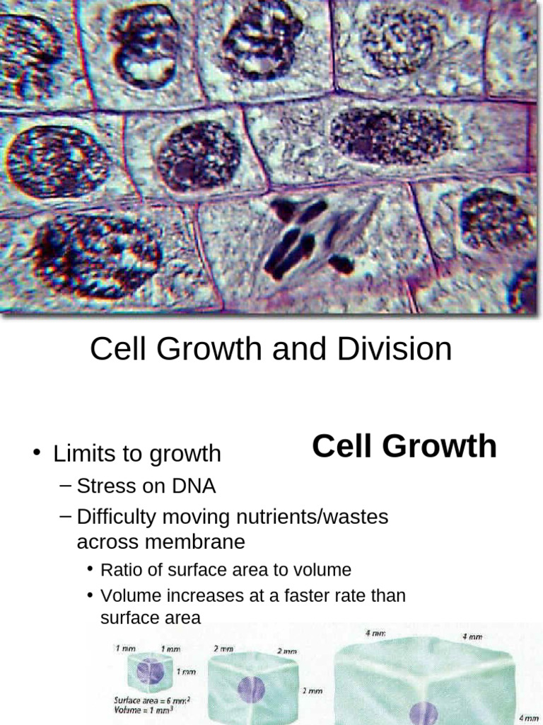 Cell Growth and Division | PDF | Mitosis | Cell (Biology)