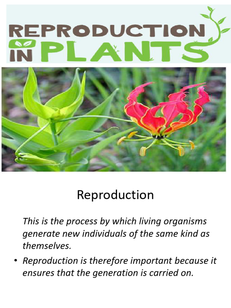 4.reproduction in Plants | PDF | Reproduction | Flowers