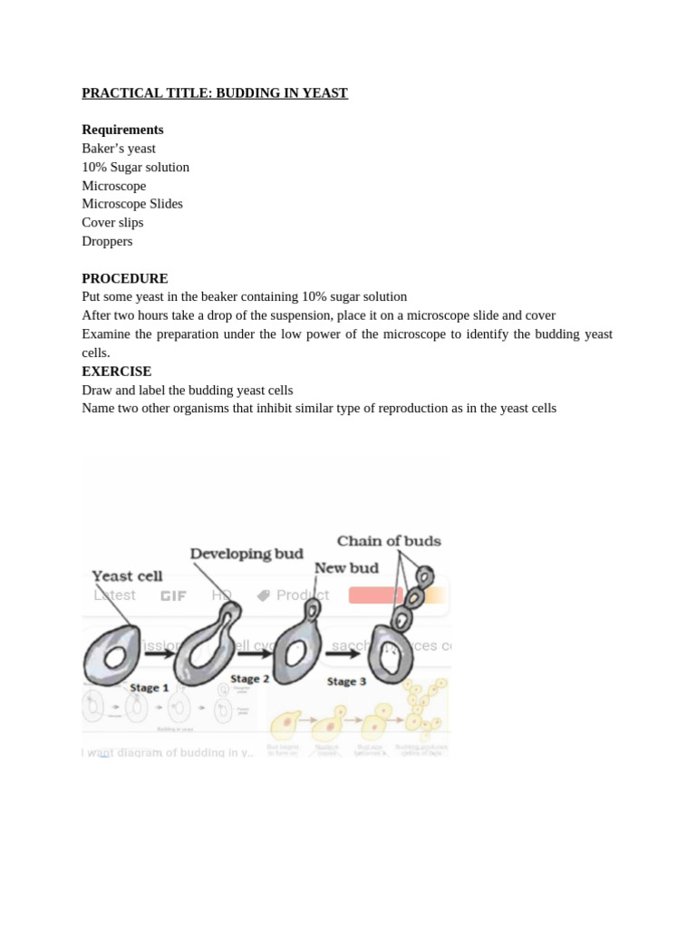 Budding in Yeast and Asexual Reproduction in Bread Molds | PDF