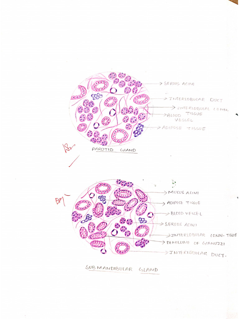 Anatomy Histology All Diagrams With Writing Up | PDF