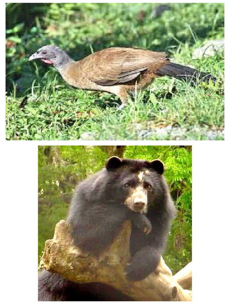 Gregorio Caspo | PDF