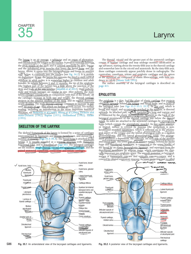 Larynx | PDF | Larynx | Musculoskeletal System
