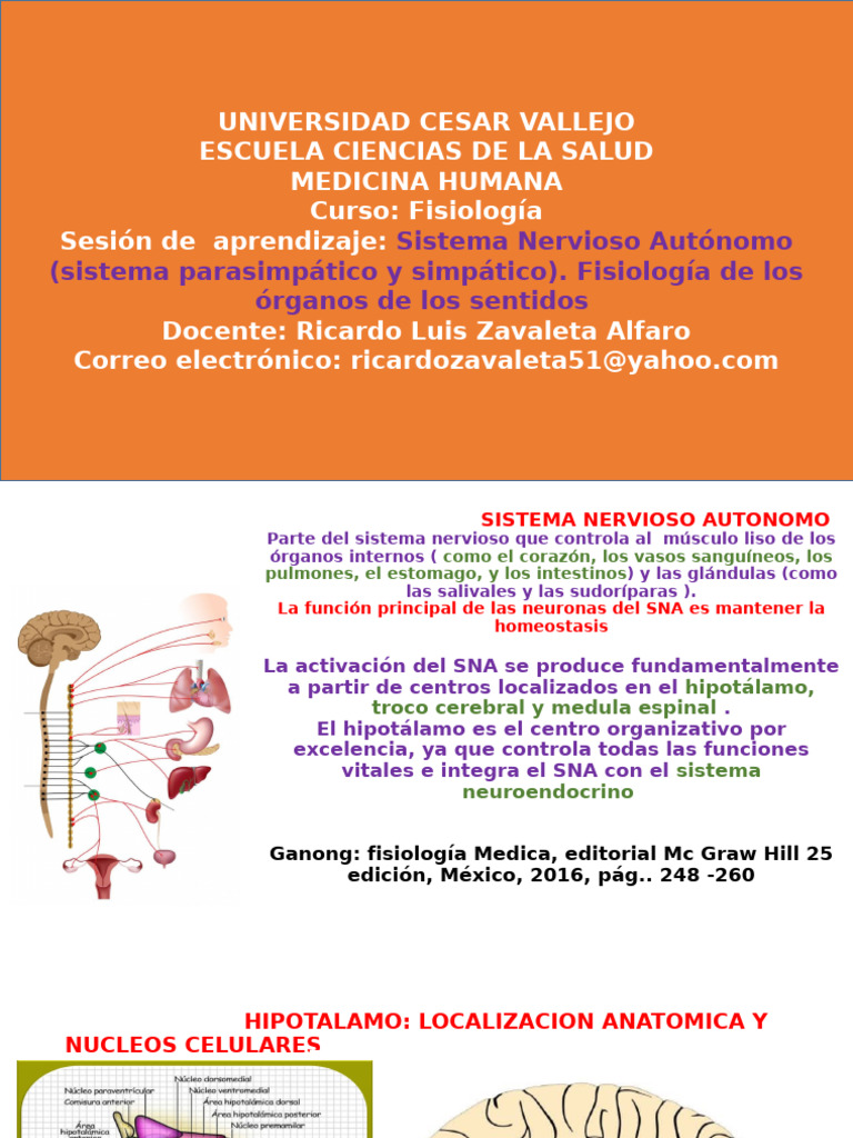 NEURONA (1) s3 | PDF | Percepción visual | Sinapsis