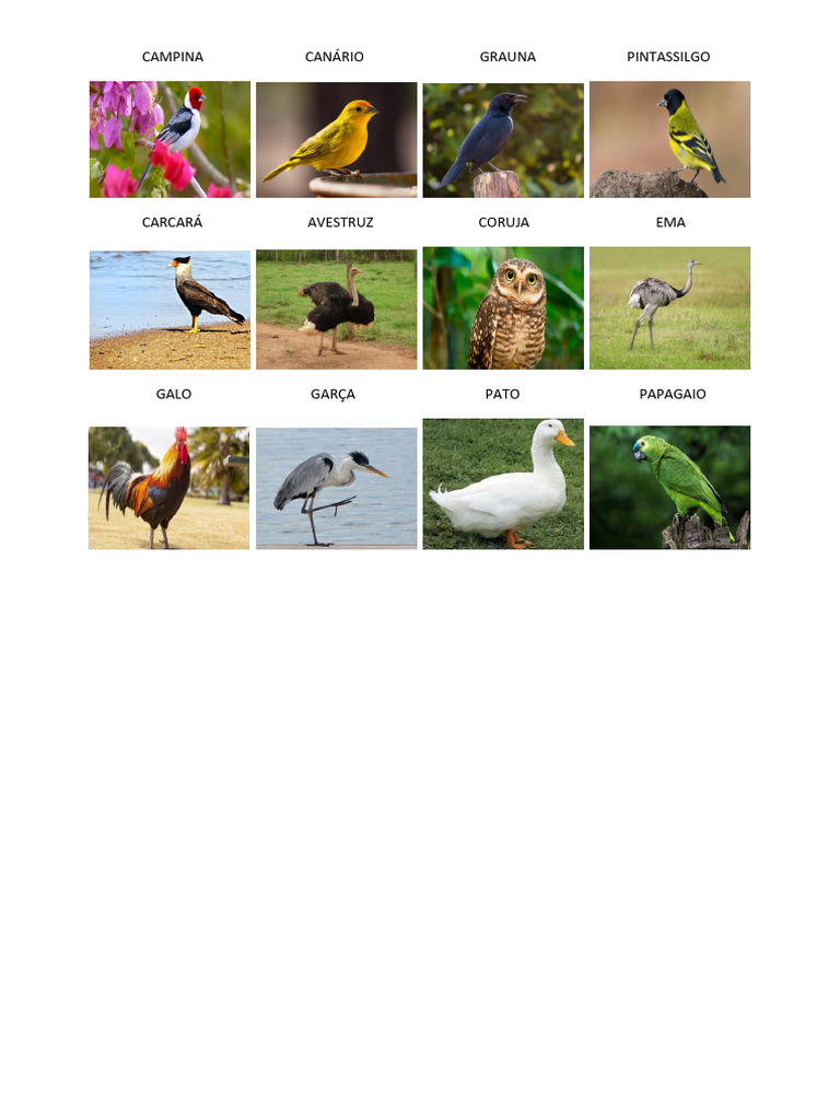 12 Aves Nativas do Brasil | PDF