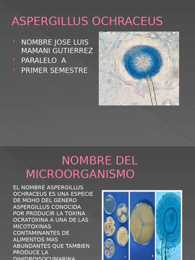 Aspergillus Ochraceus Power Point | PDF | Micotoxinas
