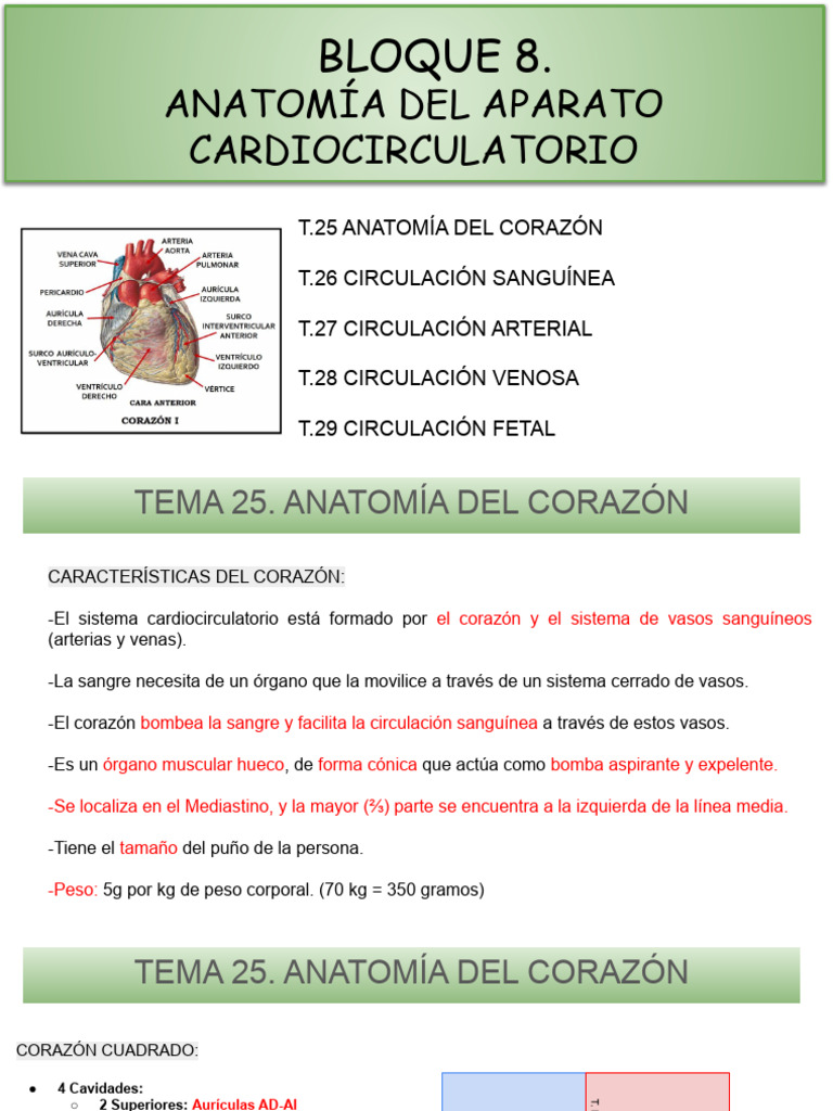 B8. Anatomía Del Aparato Cardiocirculatorio | PDF | Corazón | Sistema circulatorio