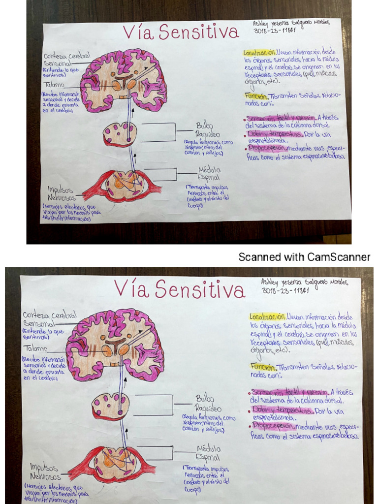 Dibujo Vía Sensitiva y Motora | PDF