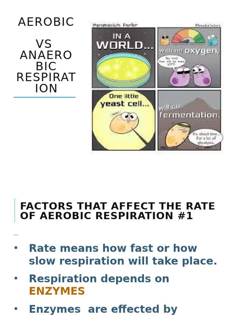 Cellular Respiration - Aerobic Vs Anaerobic | PDF