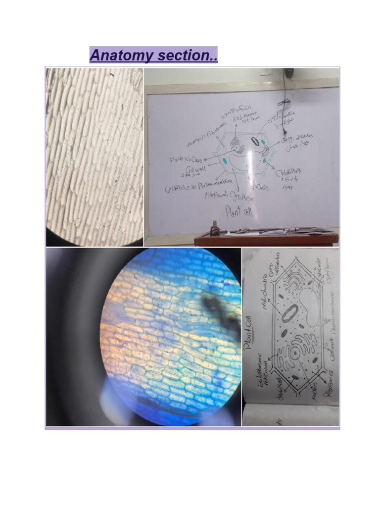 Anatomy Sec | PDF