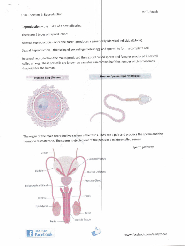 HSB Section B Reproduction | PDF | Menstrual Cycle | Sexual Reproduction