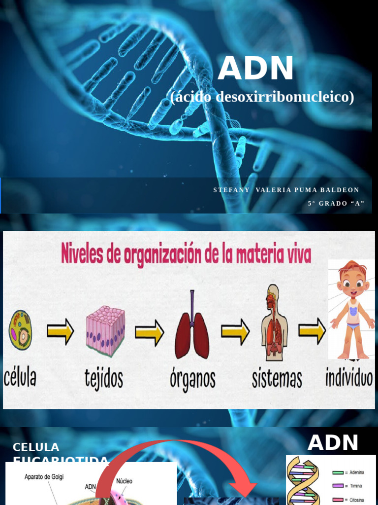 Presentacion de Stefany | PDF