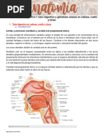 Región Geniana o Región de La Mejilla | PDF | Anatomía | Anatomía humana