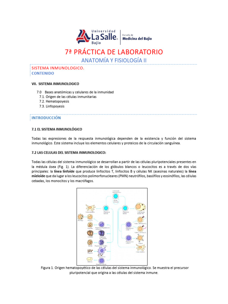 7a Práctica de Lab AyFII Sistema Inmune | PDF | Hematopoyesis | Leucocito