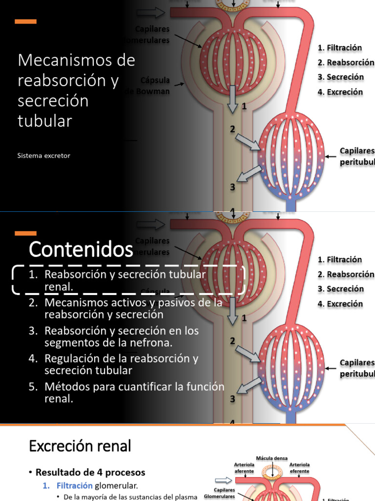 Reabsorción y Secreción Tubular Renal | PDF | Riñón | Angiotensina
