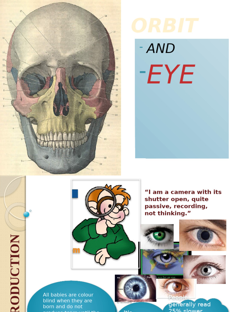 Orbit and Eye My Lecture | PDF | Human Head And Neck | Human Anatomy