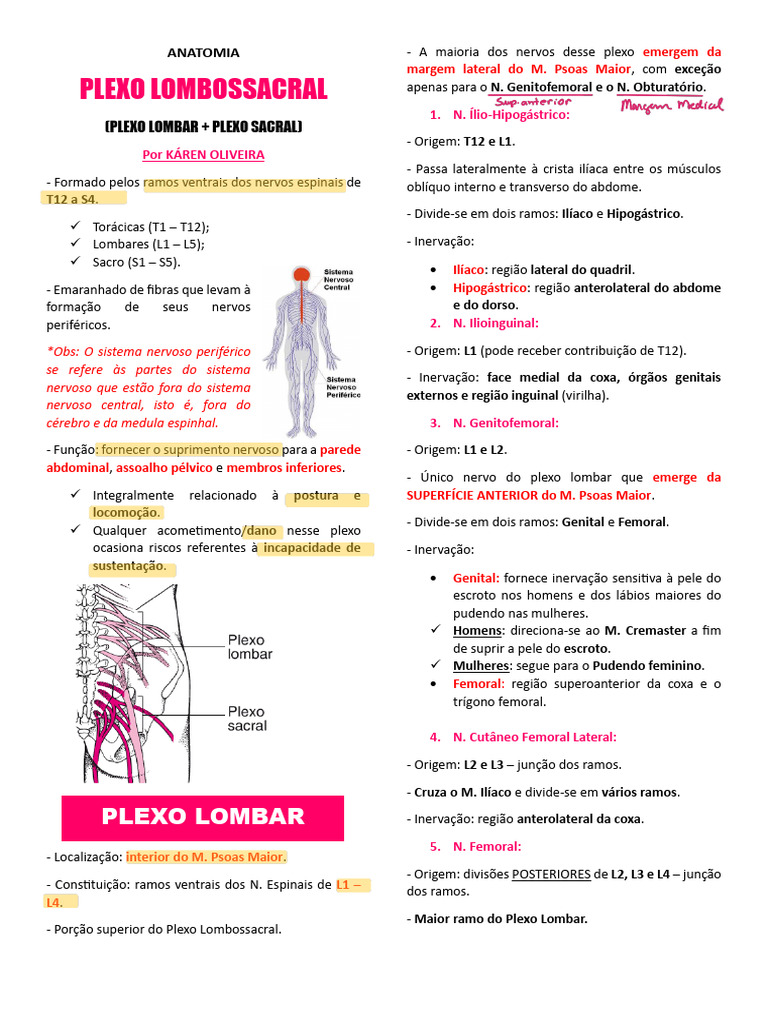 Plexo Lombossacral-1 - 231030 - 084017 | PDF | Nervo | Sistema Locomotor