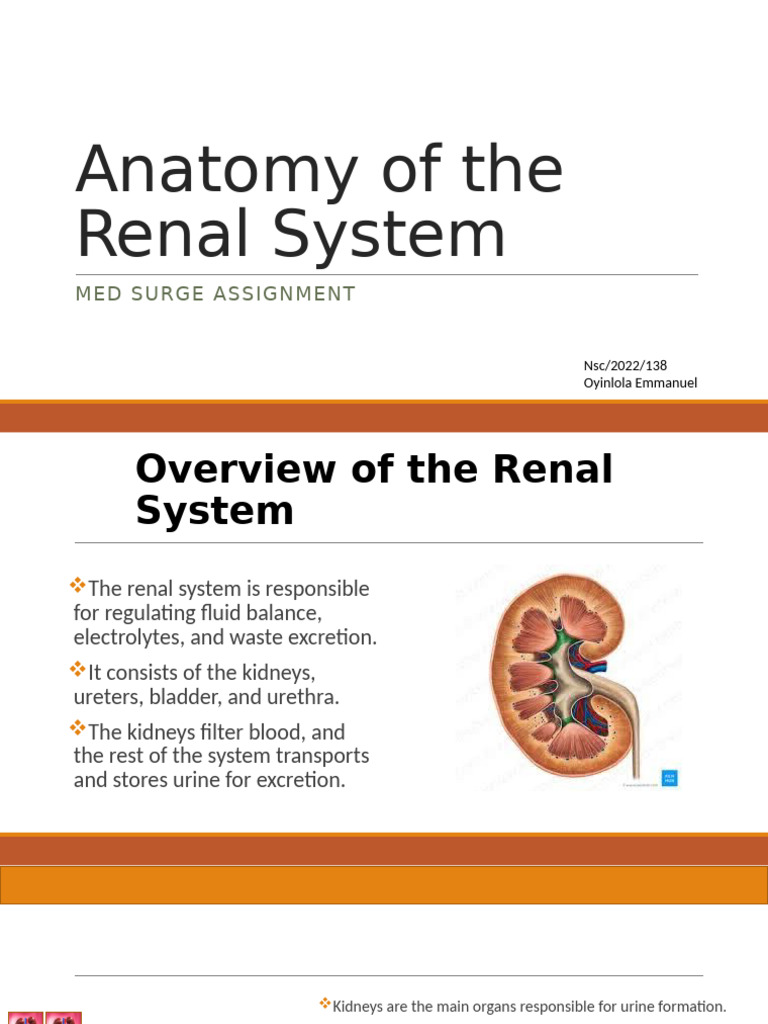 Overview of the Renal System Anatomy | PDF | Urinary System | Kidney