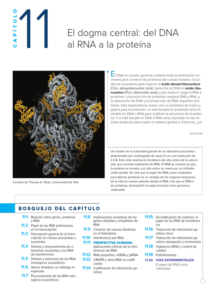 El Dogma Central Del DNA Al RNA a La Proteína-1 | PDF | Rna | Adn