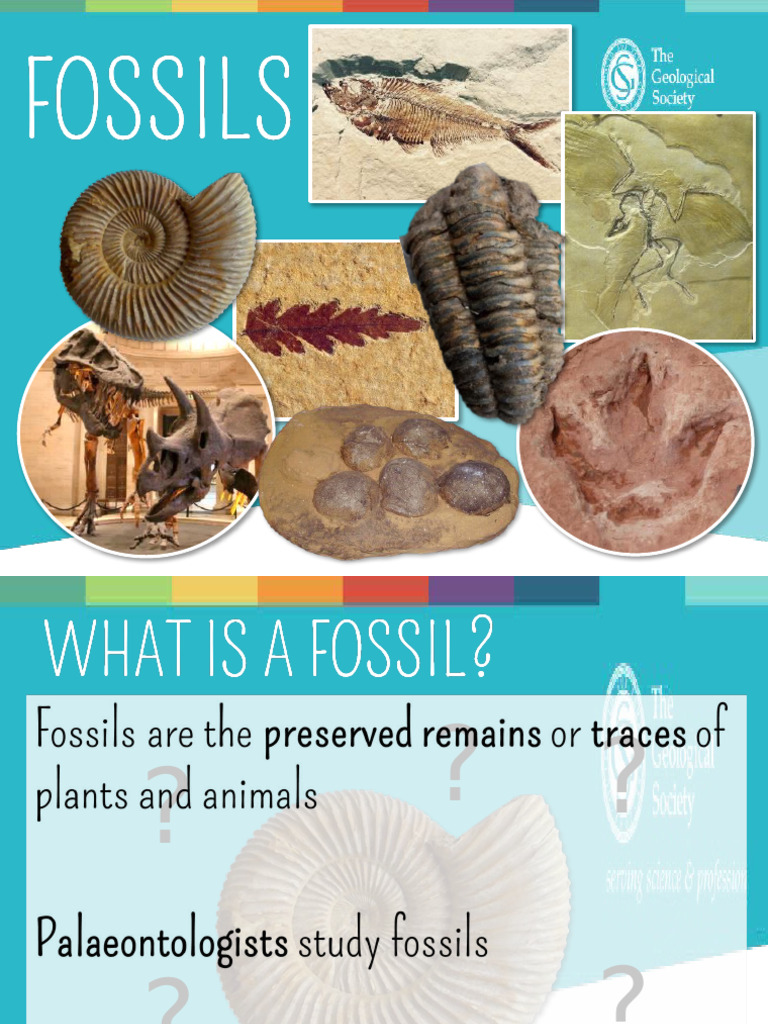 Ks2 Fossils Presentation | PDF