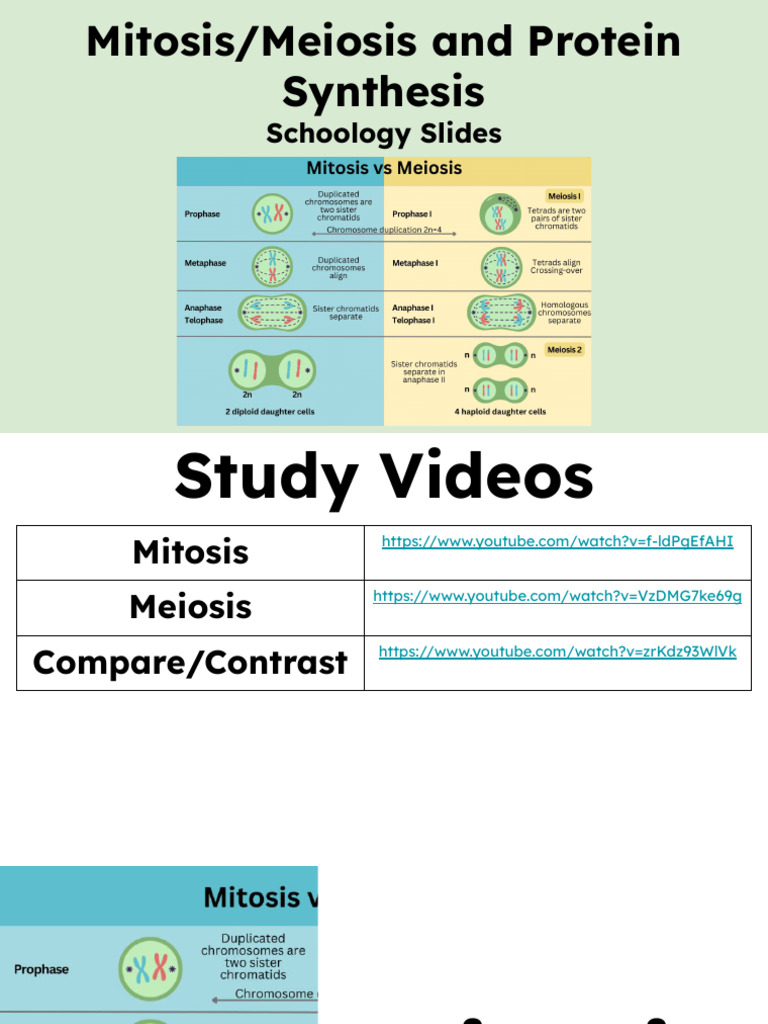 Mitosis_Meiosis+and+Protein+Synthesis+Schoology+Slides (1) | PDF ...