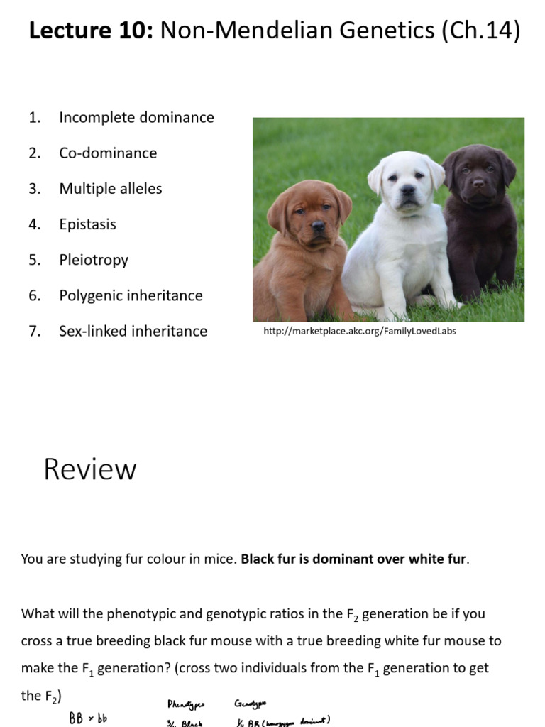 Lecture 10 Non Mendelian Genetics | PDF | Dominance (Genetics) | Genotype