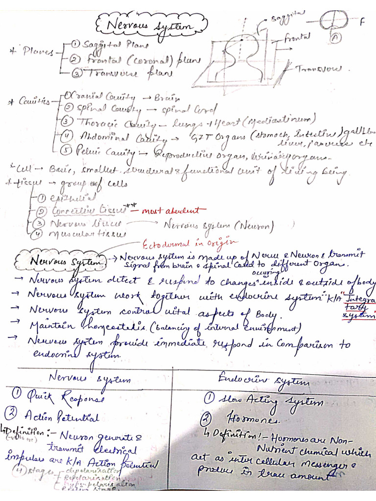 Nervous System by Kartik | PDF