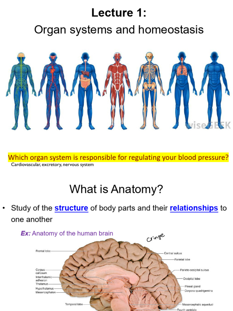 LCV Lecture 1 Homeostasis and Organ Systems W23 | PDF | Human Body ...