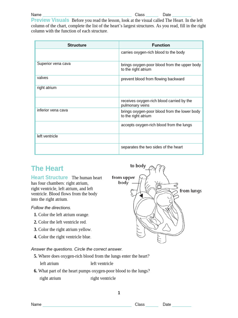 Circulatory System Worksheet | PDF | Atrium (Heart) | Heart