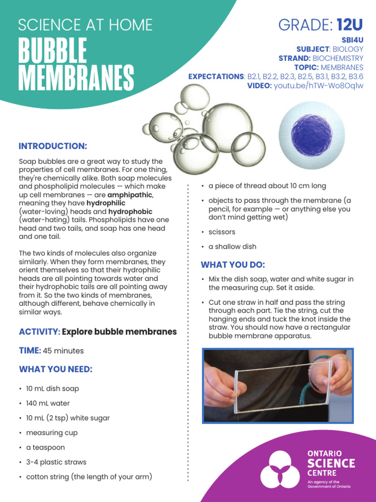 Scienceathome Bubbles Biograde12u | PDF | Biological Membrane | Cell ...
