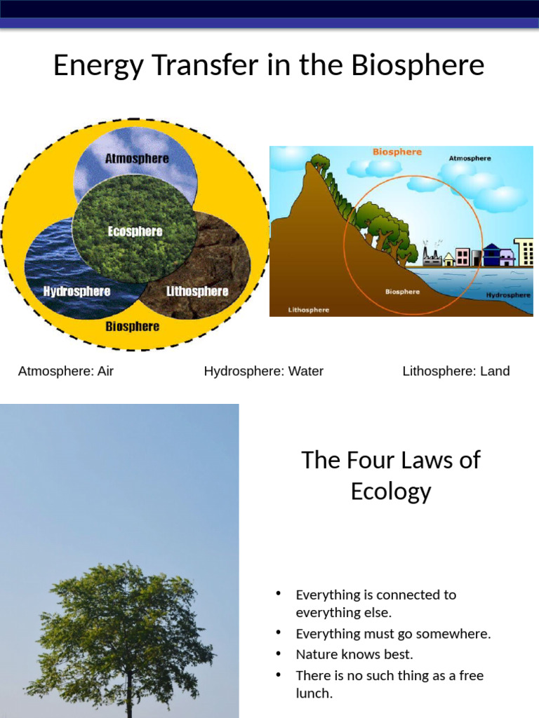 Energy Transfer in The Biosphere | PDF | Food Web | Ecology