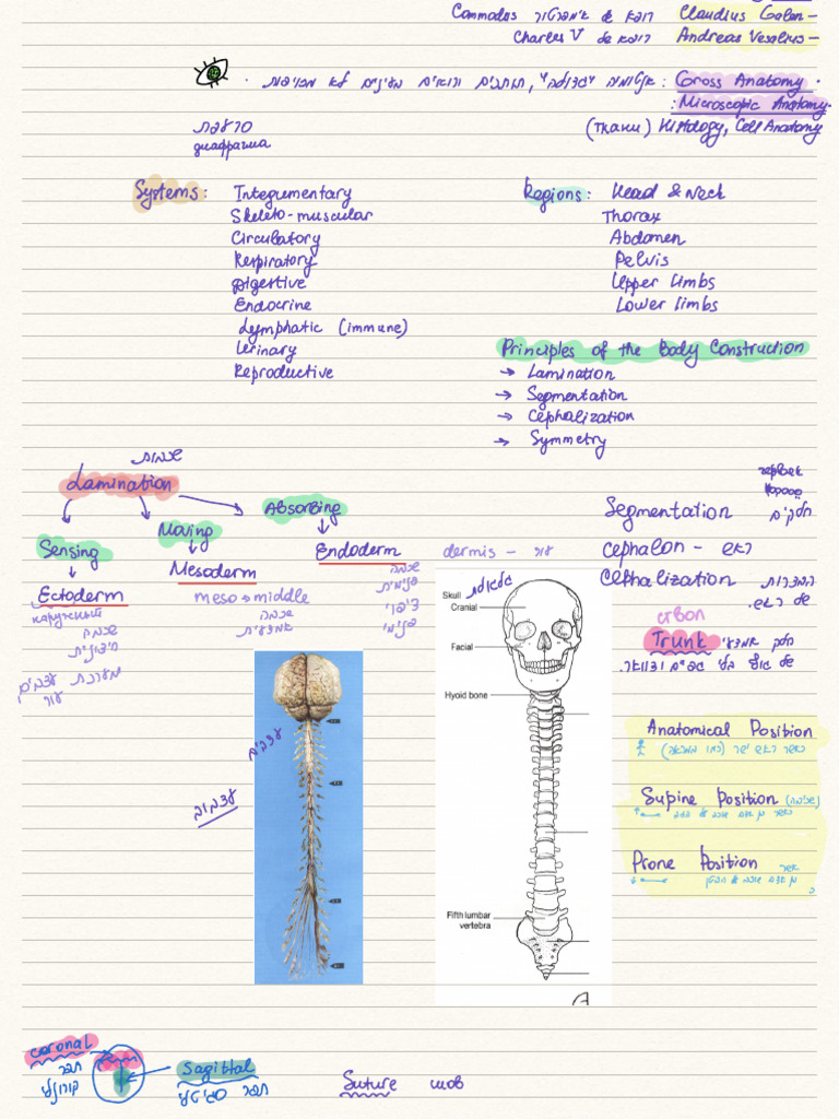 Anatomy Notes | PDF