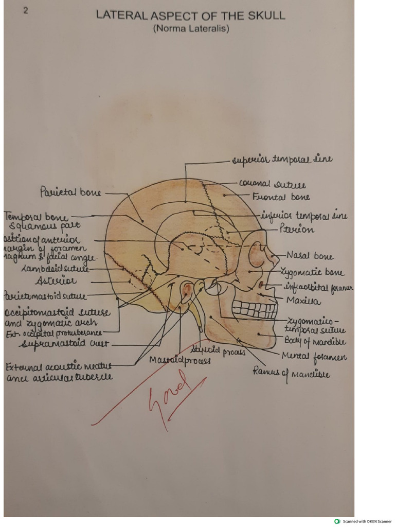Osteology PDF | PDF