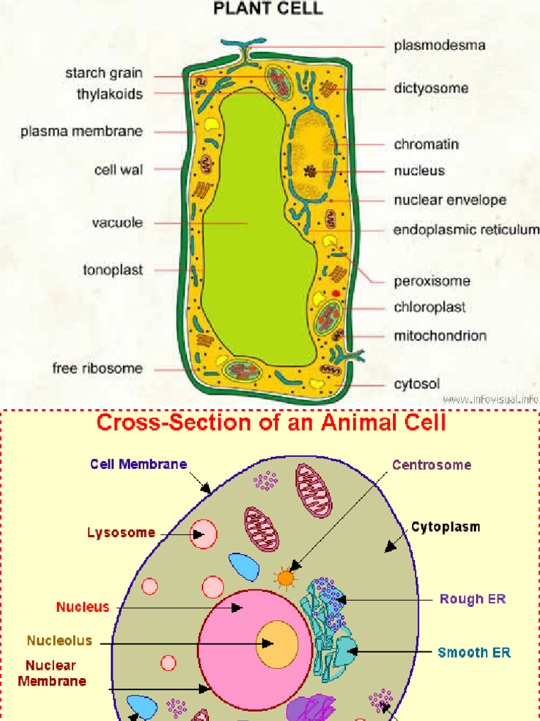 Cell Structure and Function | PDF